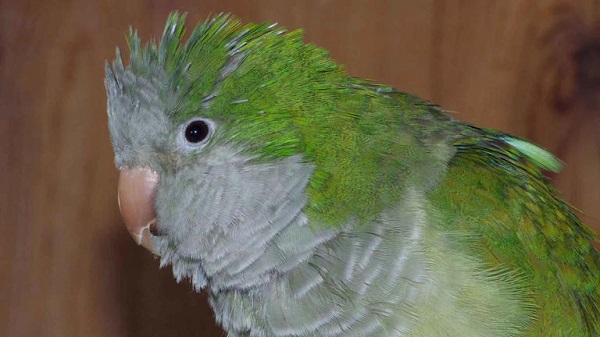 Estas son las mascotas prohibidas en España – ¡Te vas a enterar! Estas son las mascotas prohibidas en España – ¡Te vas a enterar!